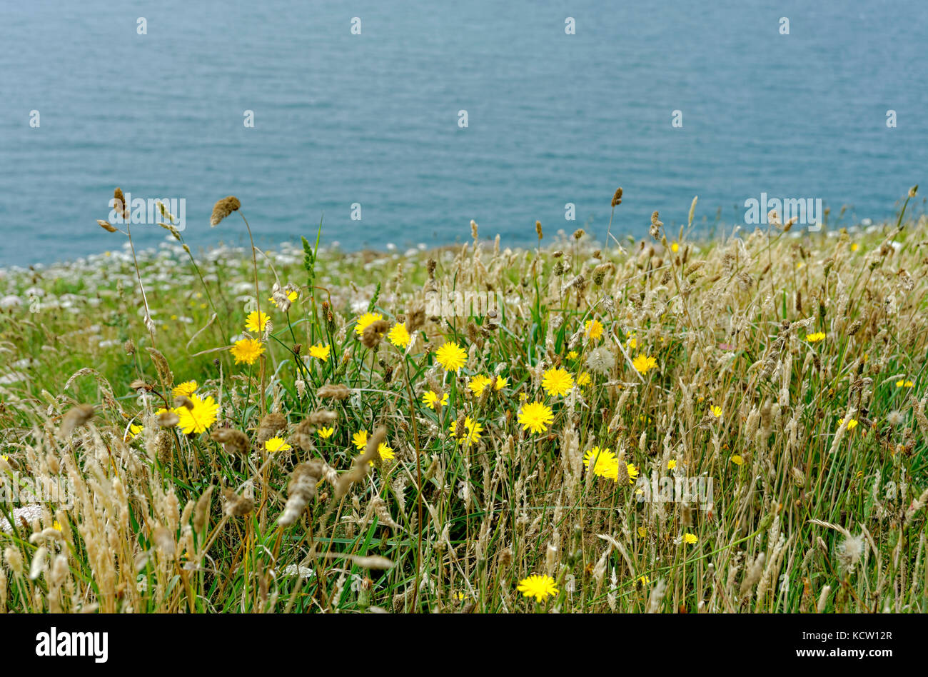 WILD FLOWERS GROWING ON CLIFFTOP WALK NEAR HOPE COVE SIOUTH DEVON ...