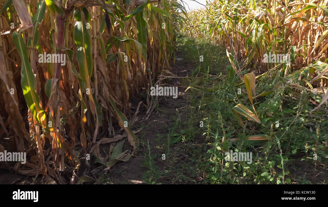 Corn maze at the pumpkin patch Stock Photo - Alamy