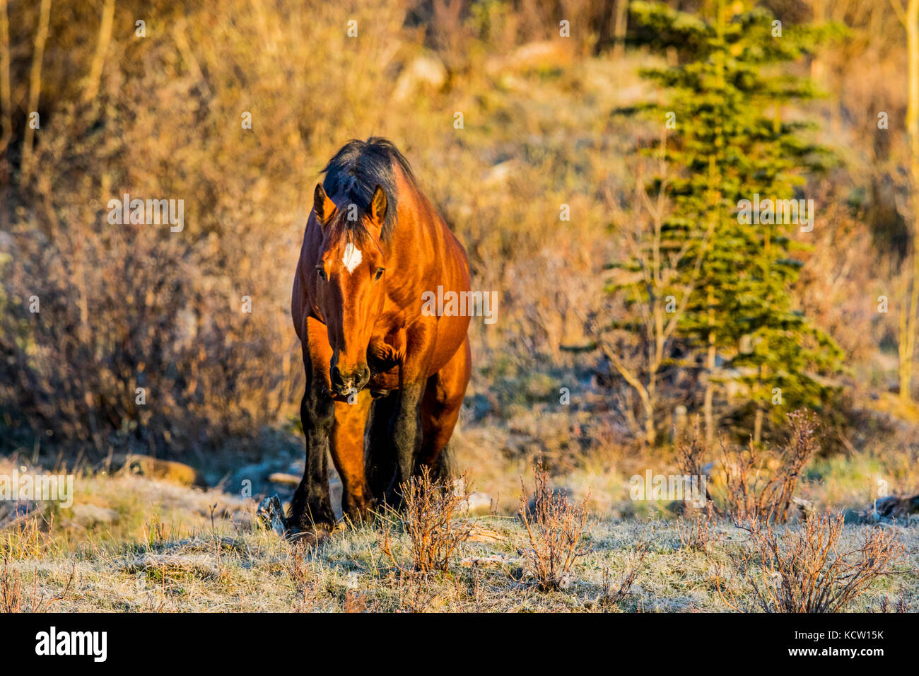 Wild Horse - Feral (Equus caballus) Beautiful, rugged wild horse, in ...