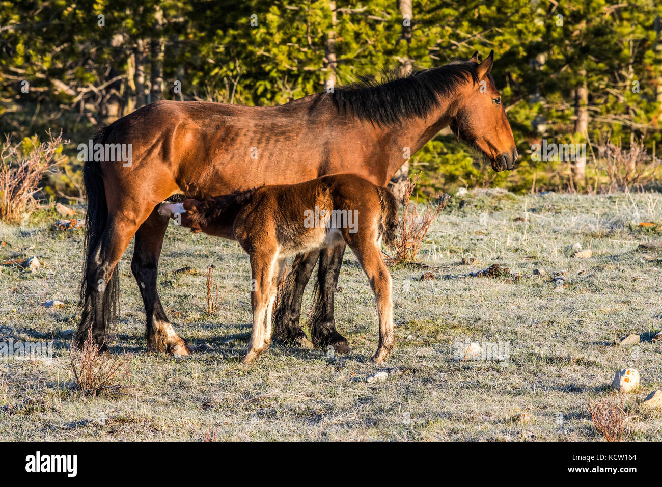 Wild Horse - Feral (Equus caballus) Beautiful, rugged wild mare and ...