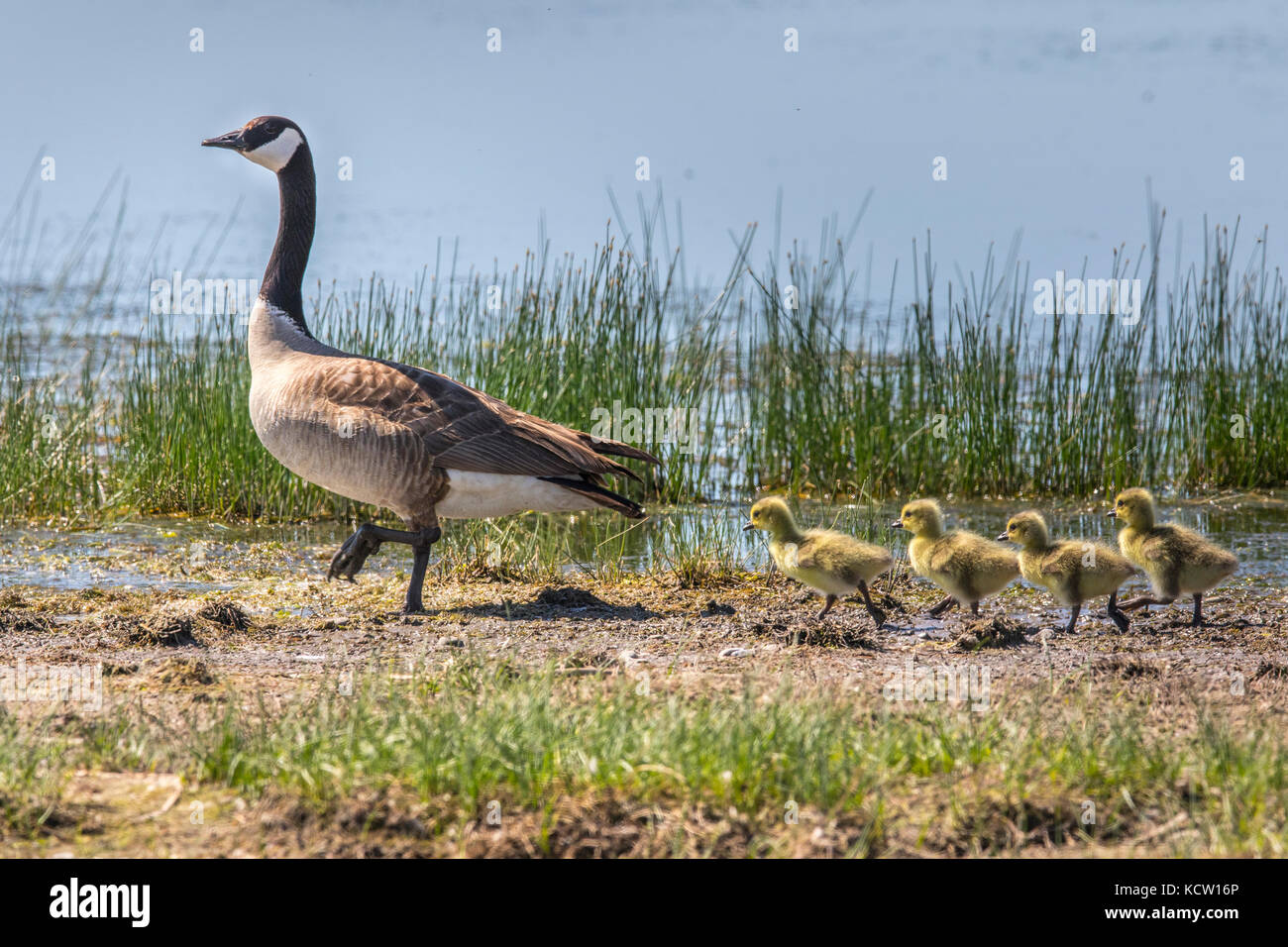 Canada Goose (Branta canadensis) Distinctive grey, black & white ...