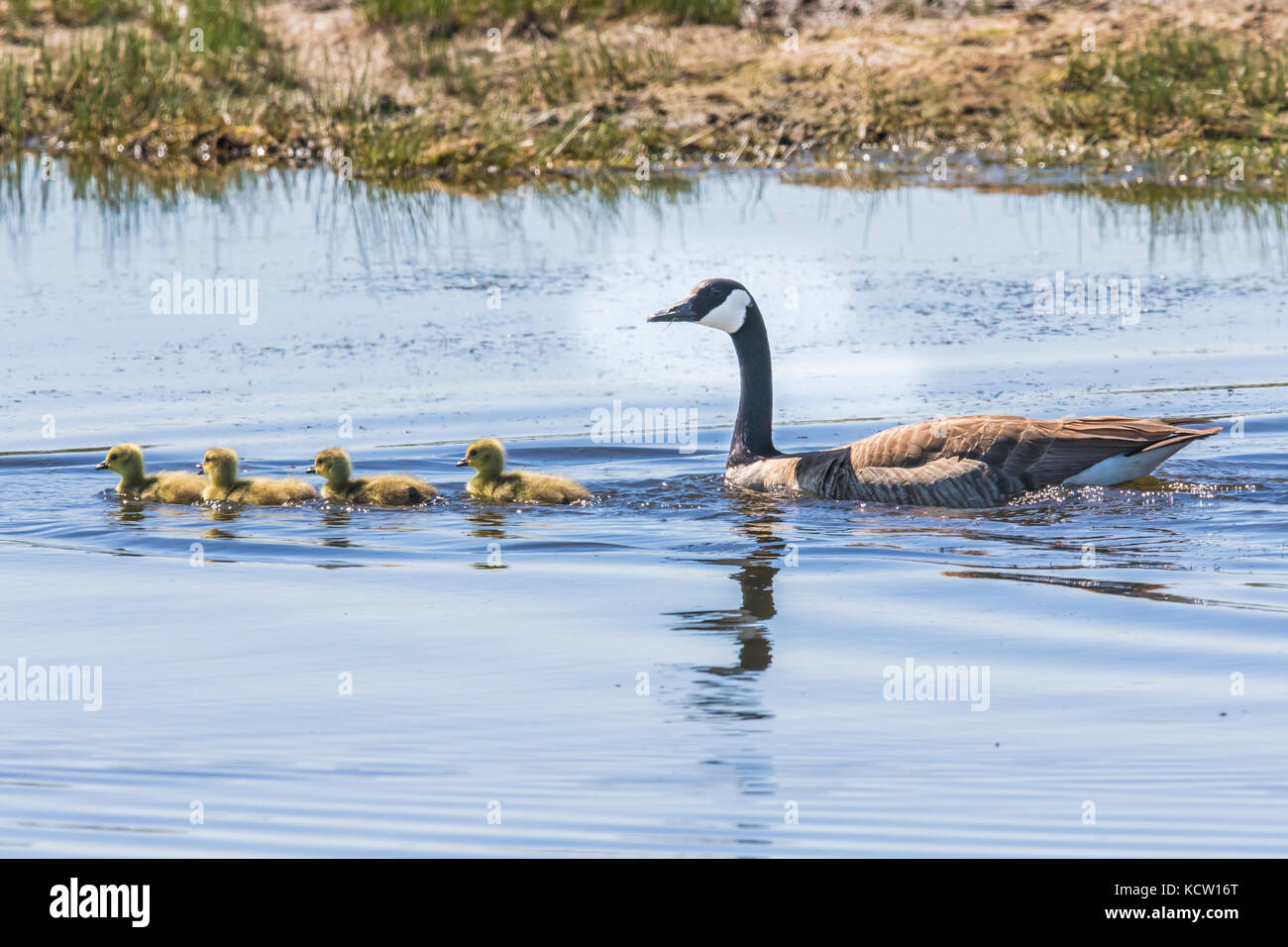 Canada Goose (Branta canadensis) Distinctive grey, black & white ...