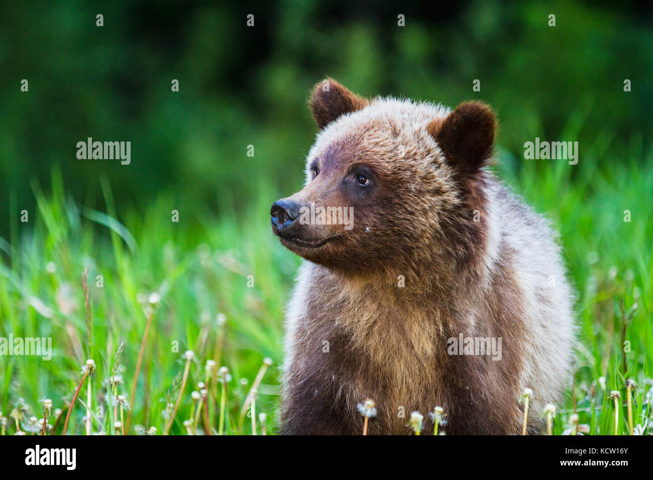 Cute Grizzly Bears Eating Cub