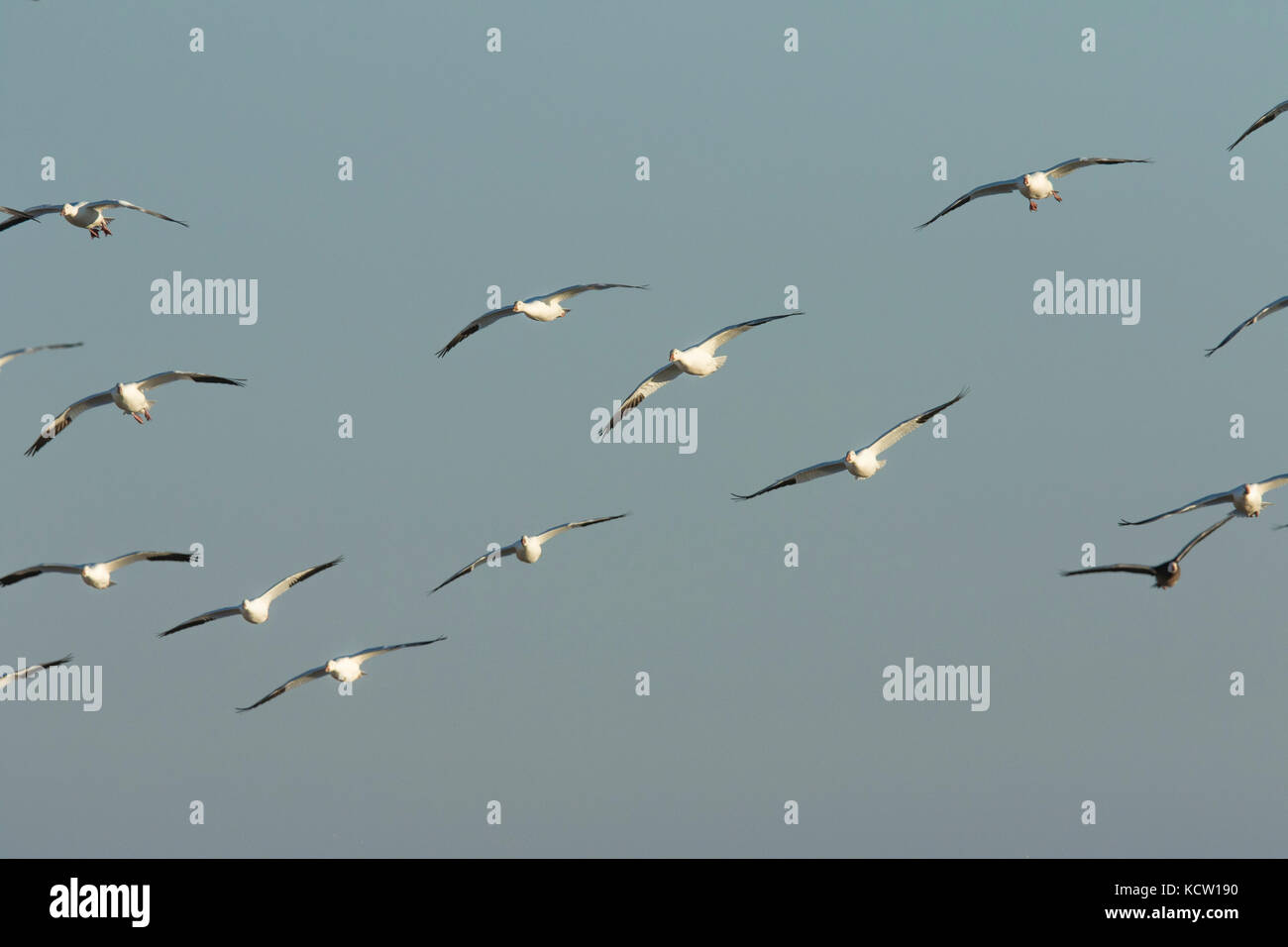 Snow Goose White Phase (Chen caerulescens) In flight across prairie ...