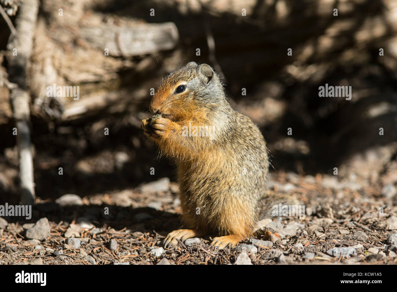 Columbian ground squirrel (Urocitellus columbianus) Standing and eating ...
