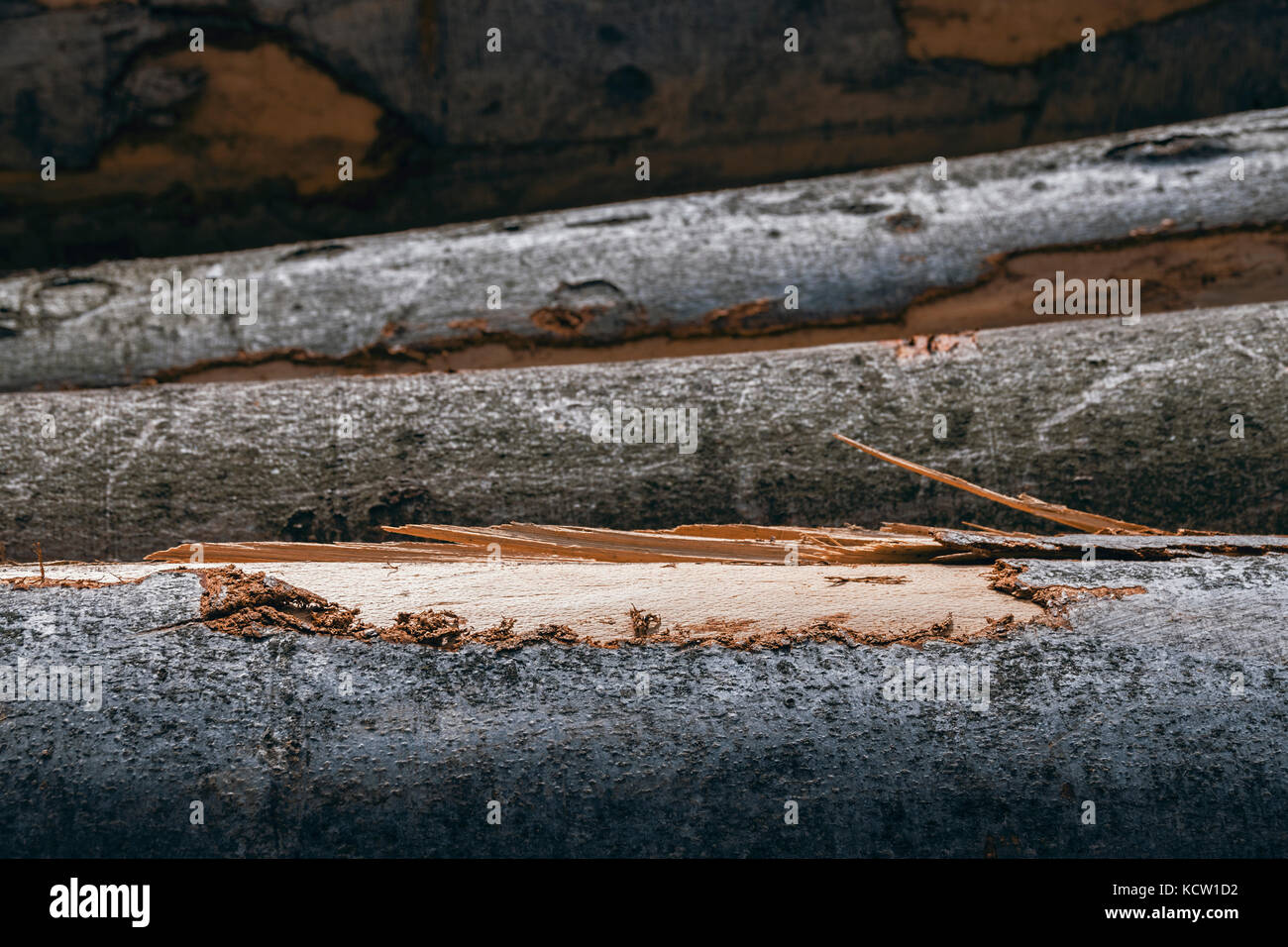 Close-Up Of Freshly Cut Stack Of Logs At The Lumber Mill Stock Photo ...