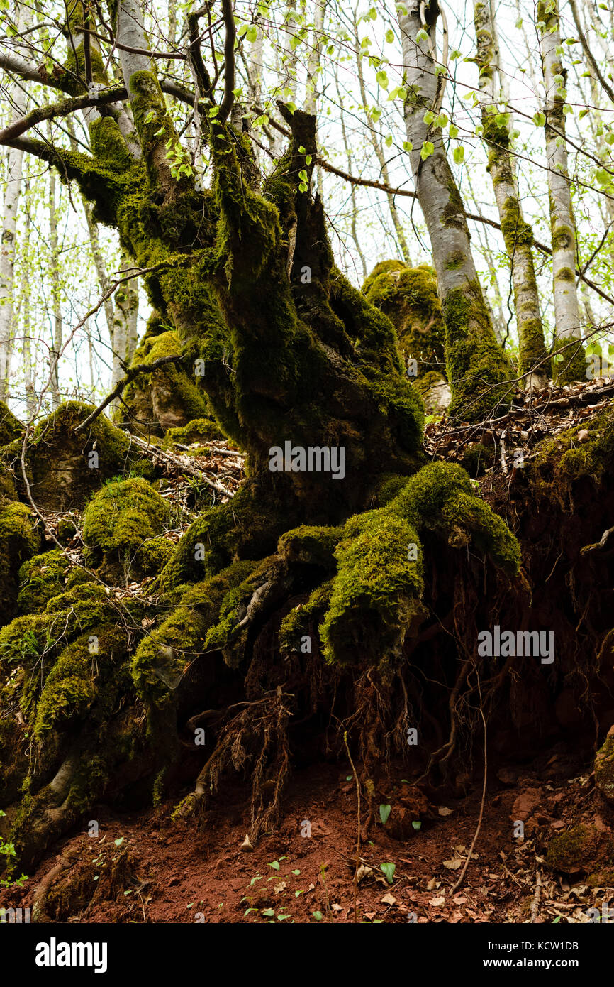 Ancient Mossy Tree With Old Roots Growing In The Forest Against Bright ...