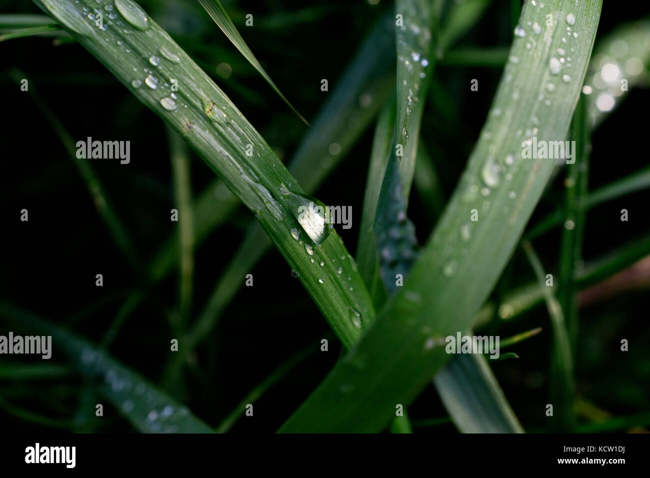 Fresh Dew Drops On Blades Of Grass During Sunrise Stock Photo - Alamy