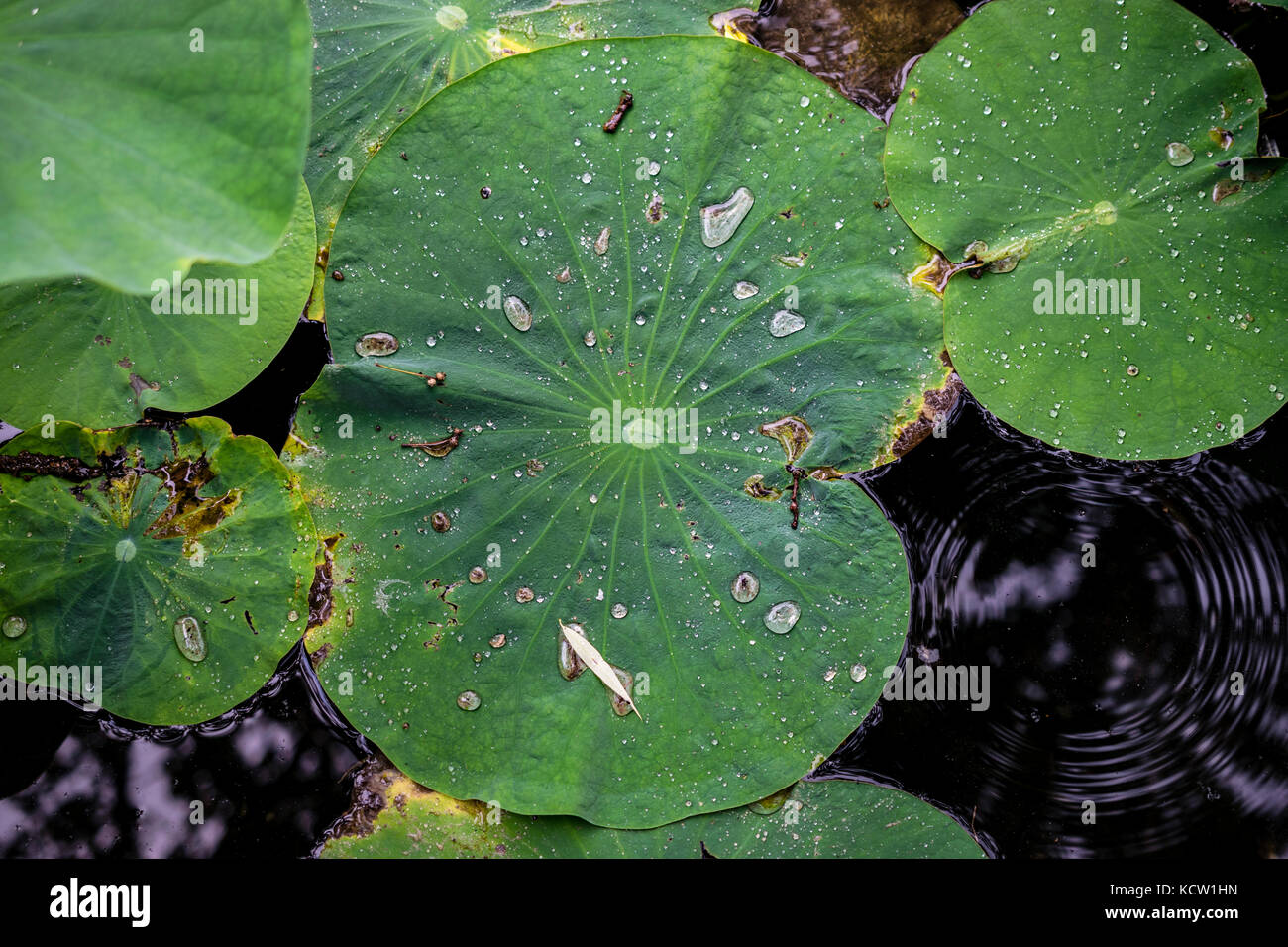 High Angle View Of Lily Pads Covered In Rain Drops After Summer Rain ...