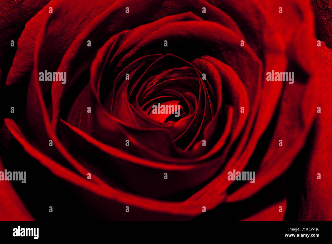 Extreme Close-Up Of Beautiful Red Rose Stock Photo - Alamy