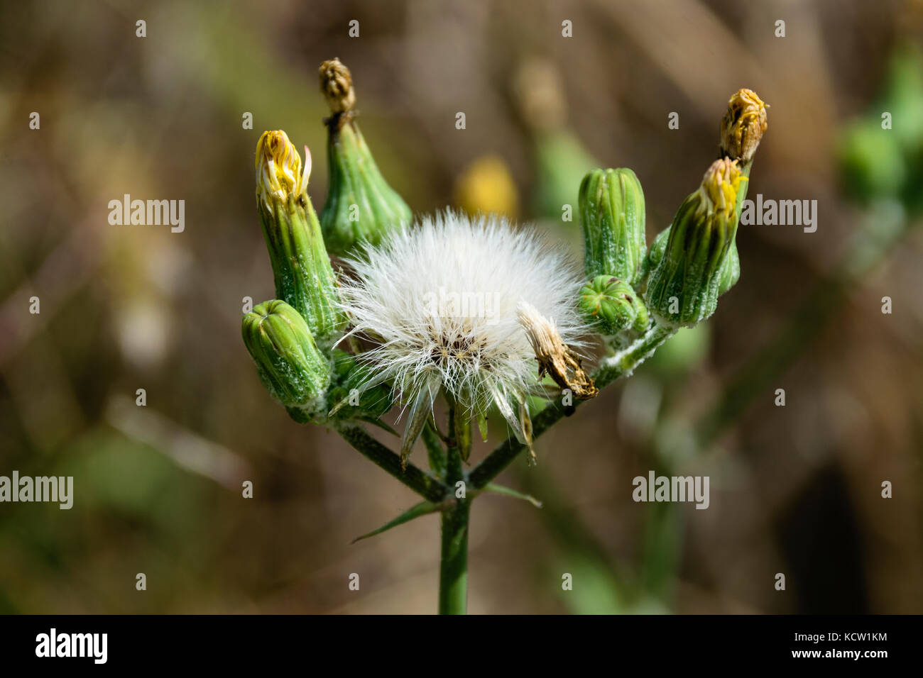 Close-Up Of Sow-Thistle Buds And Seeds During Summer Stock Photo - Alamy