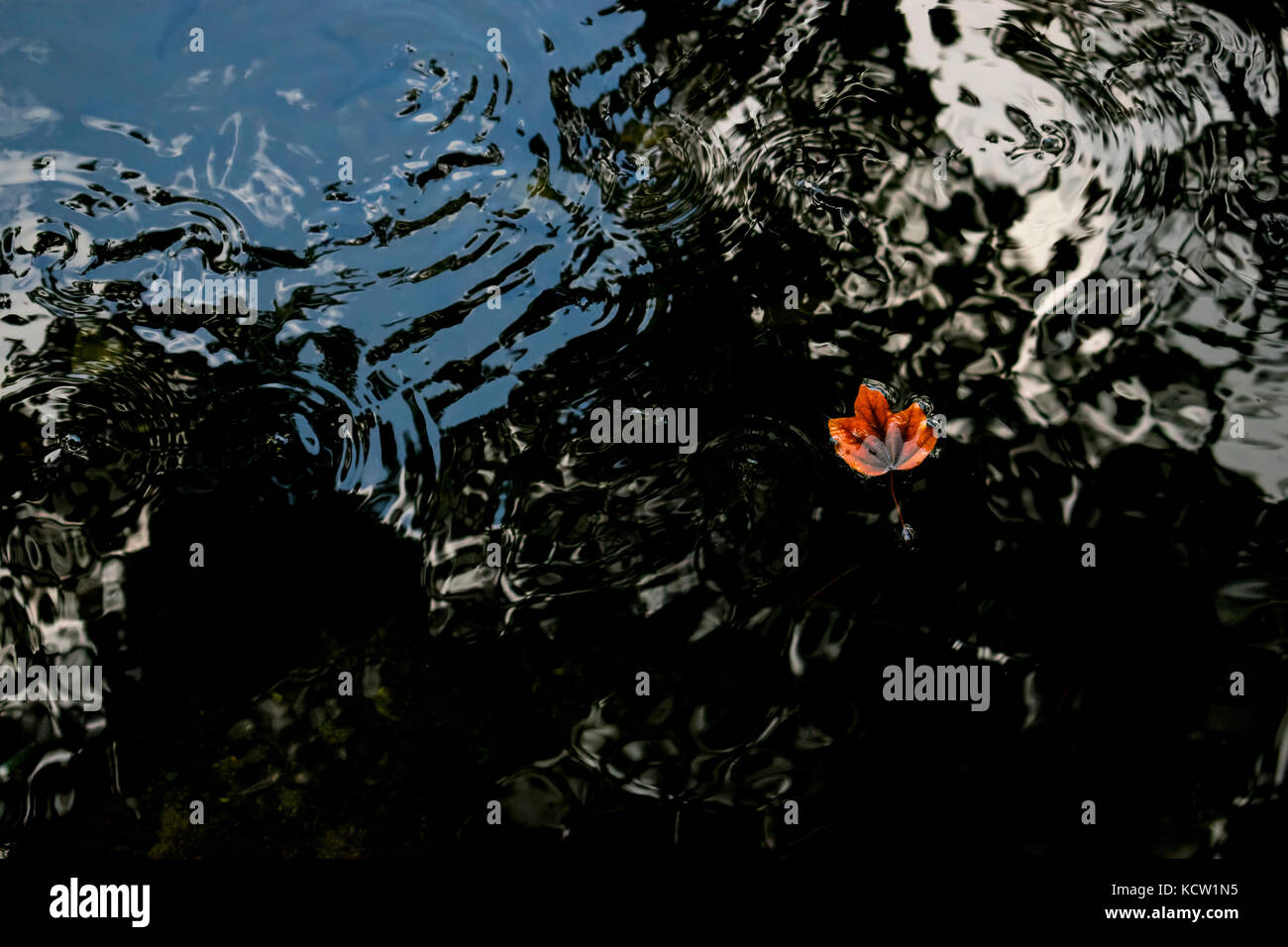 Rippled leaf edge hi-res stock photography and images - Alamy