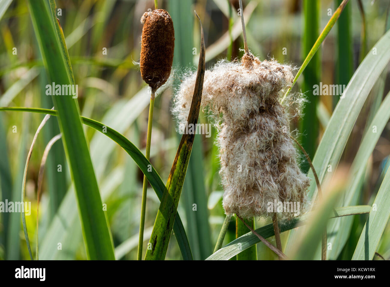 Cattail seeds hi-res stock photography and images - Alamy