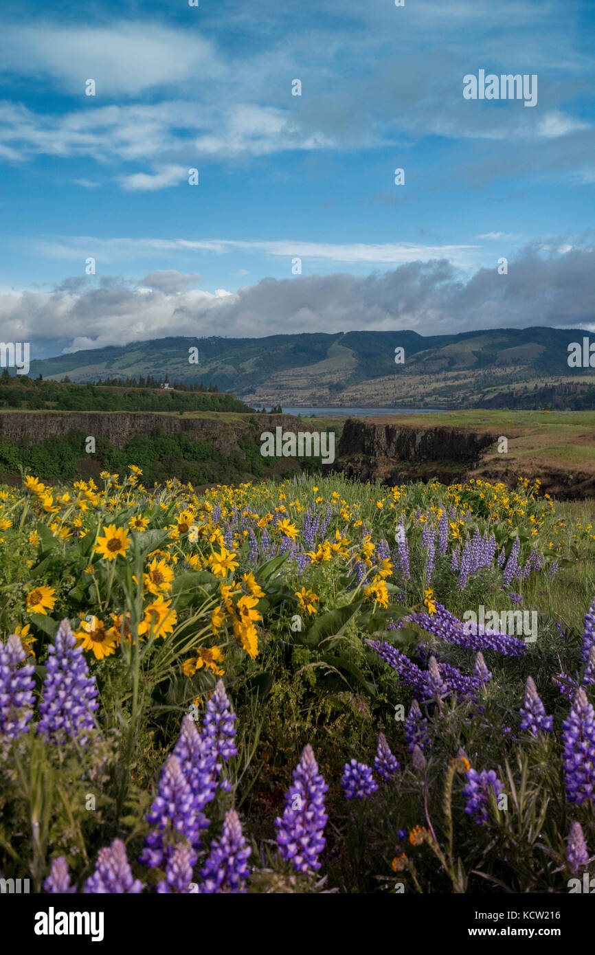 Columbia River Gorge, Oregon, USA, Balsamroot and Lupine wildflowers ...