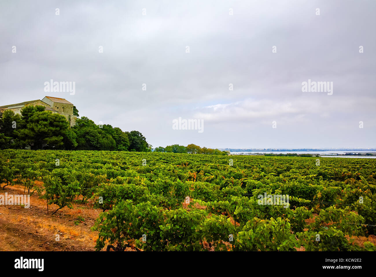 Vineyard in Domaine de Maguelone near Montpellier, South France, red ...