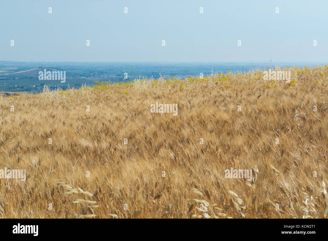 Yellow wheat grain ready for harvest growing in a farm field, Italy ...