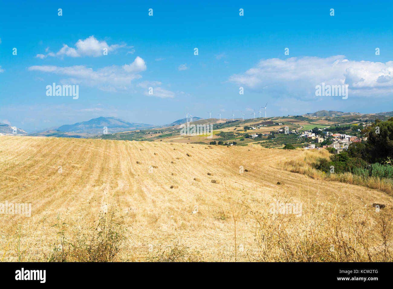 Yellow wheat grain ready for harvest growing in a farm field, Italy ...