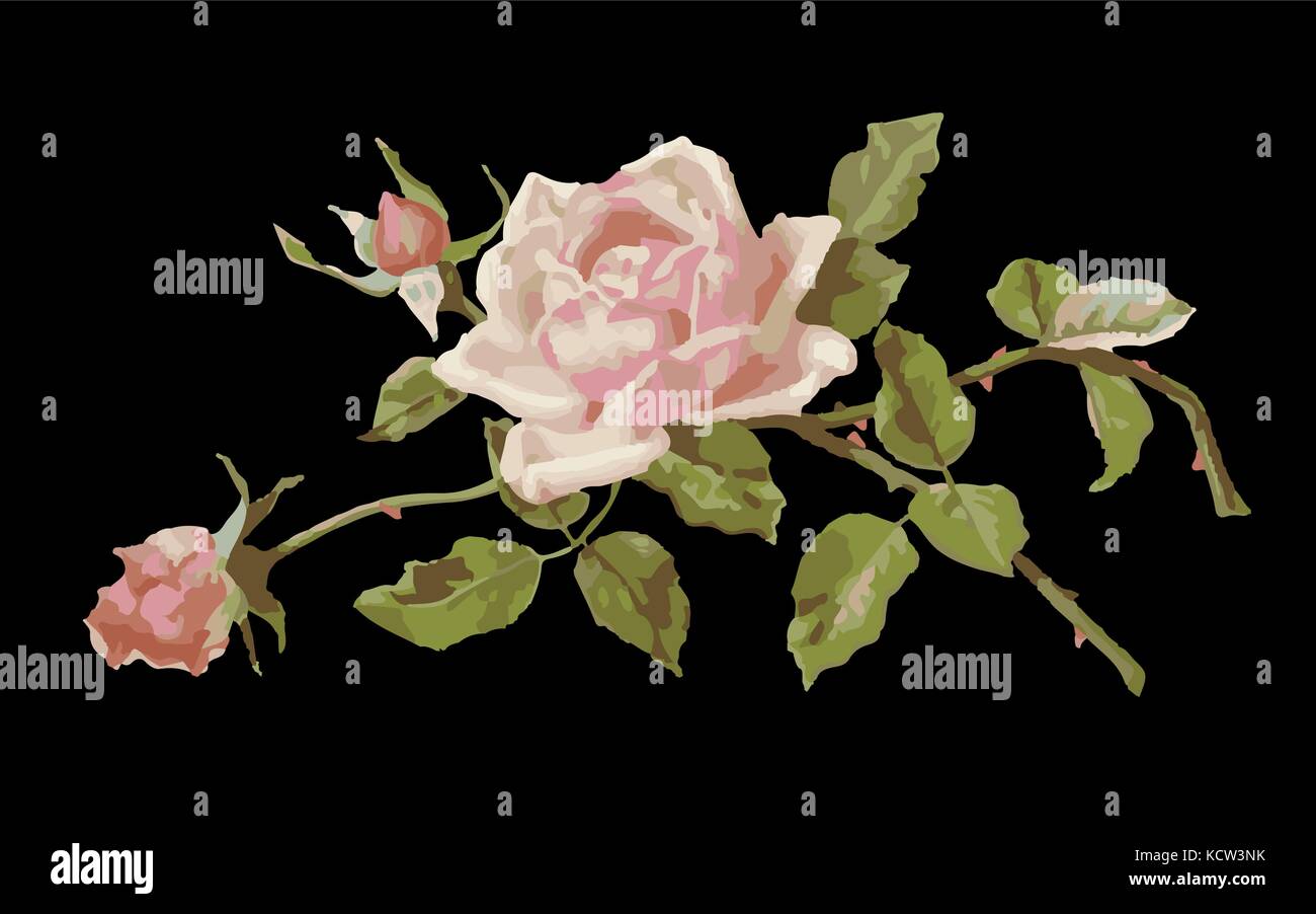 Delicate pink rose and buds on a black background. Vintage postcard ...