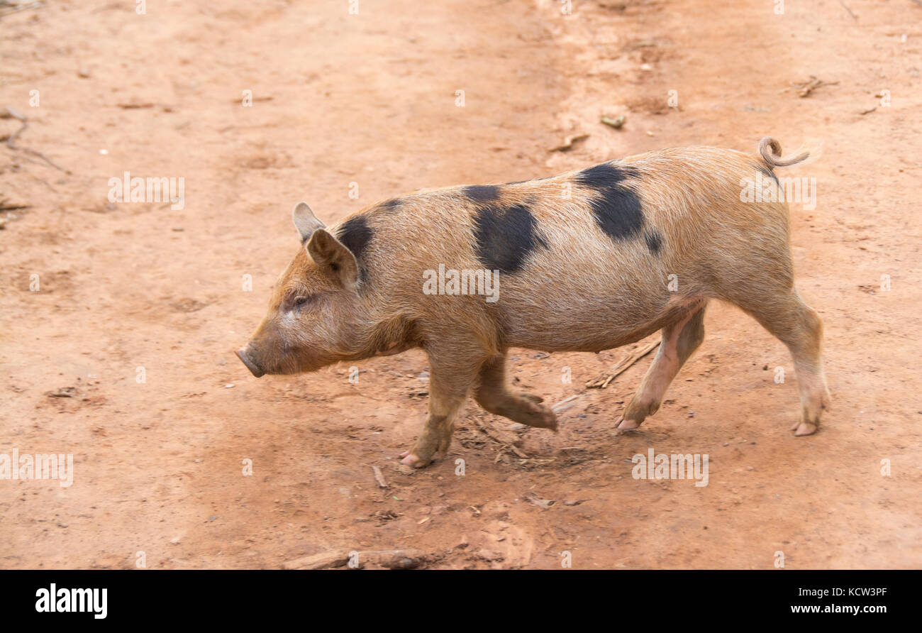 Pig, Trinidad, Cuba Stock Photo - Alamy
