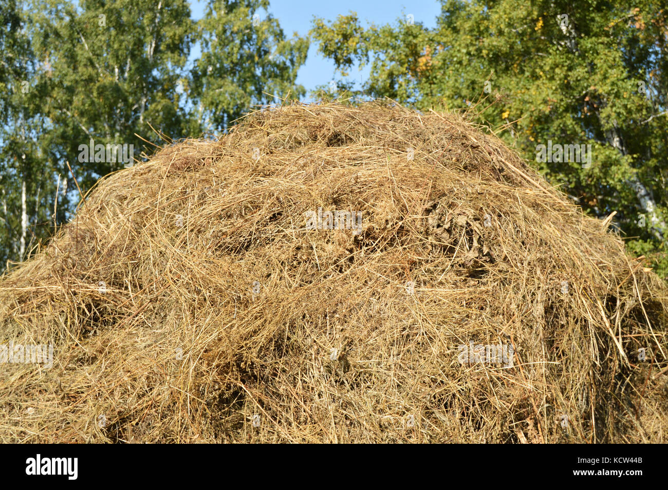 beautiful rustic background with haystack on meadow Stock Photo - Alamy