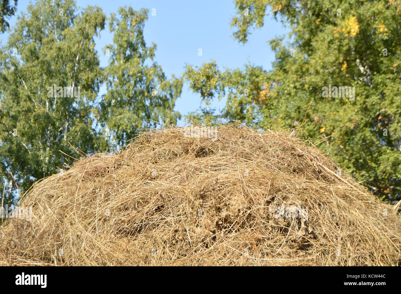 beautiful rustic background with haystack on meadow Stock Photo - Alamy