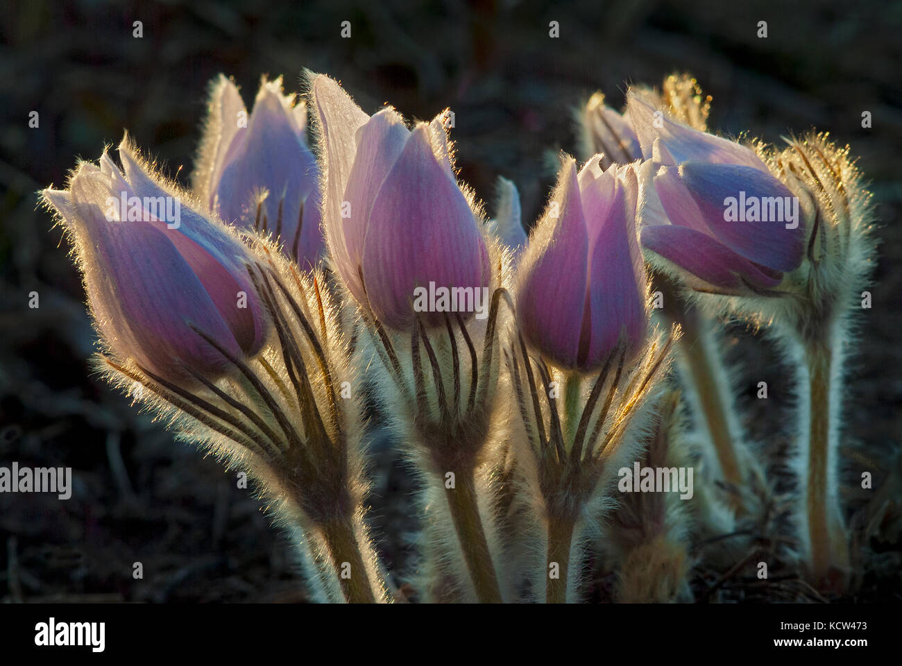 Prairie crocus (Anemone patens), Sandilands Provincial Forest, Manitoba ...