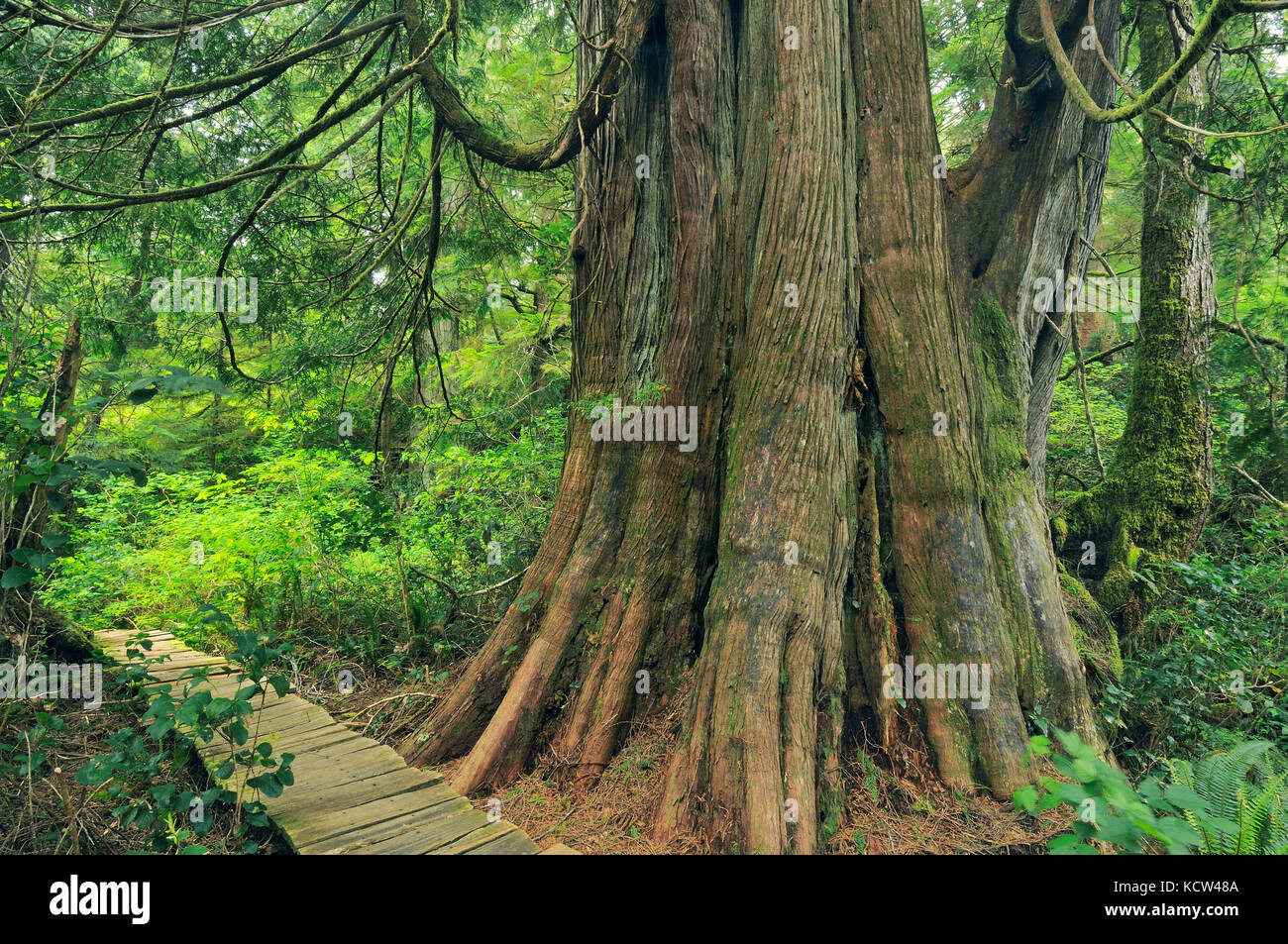 Anciant tree in coastal temperate rain forest hi-res stock photography ...