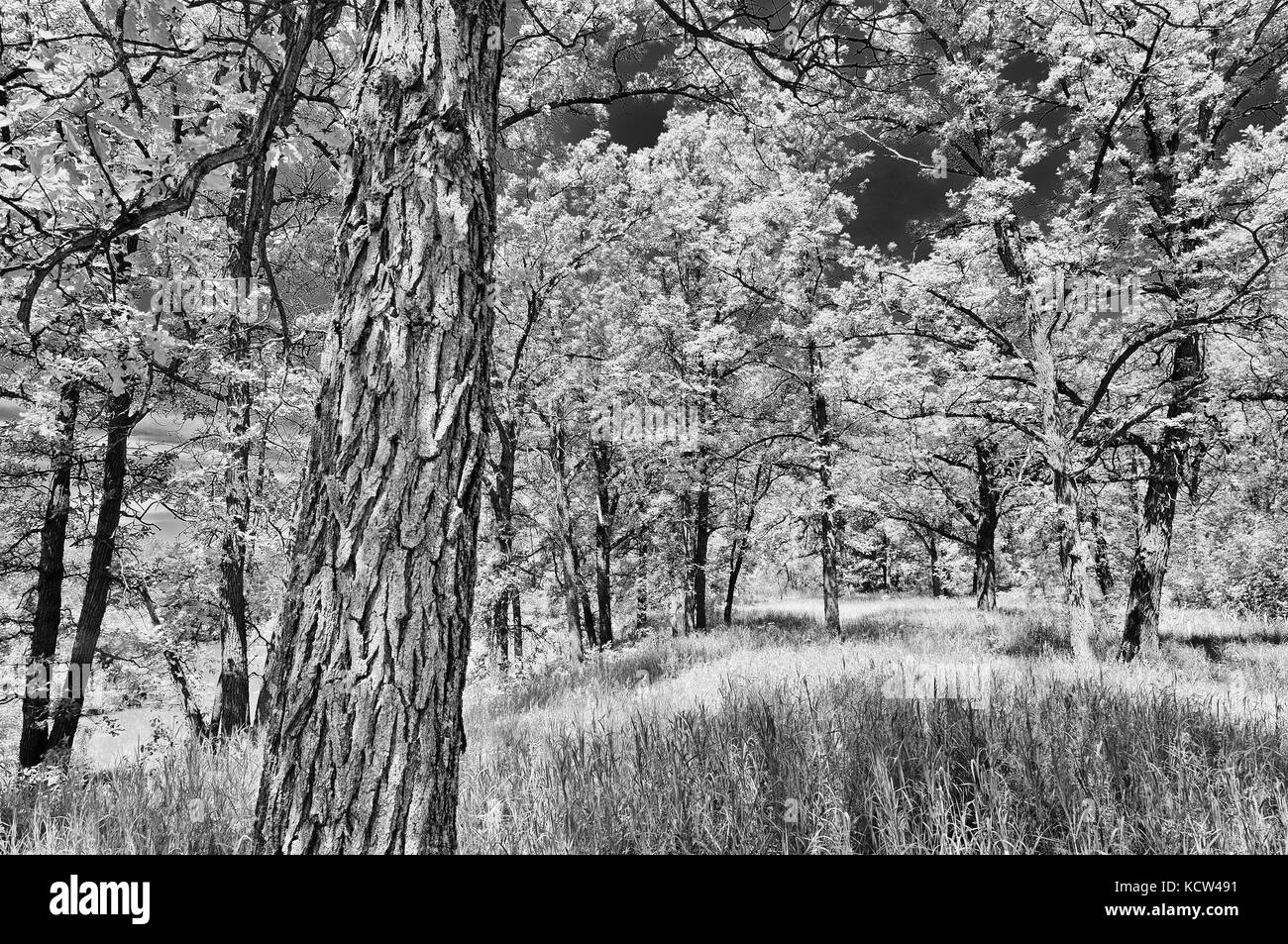 Seine River Forest, Winnipeg, Manitoba, Canada Stock Photo - Alamy