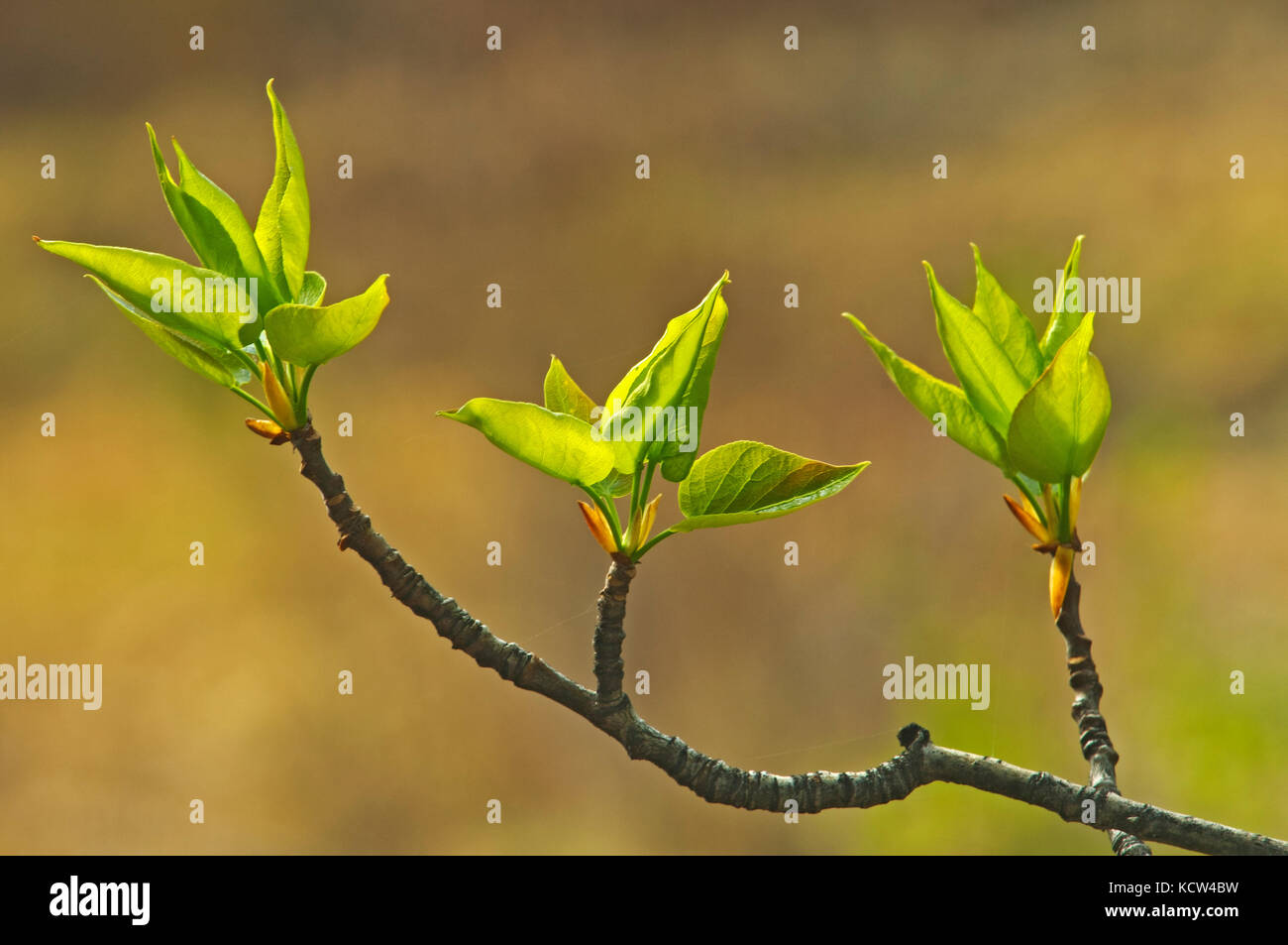 Aspen leaves in spring (Populus tremuloides), Banff National Park ...