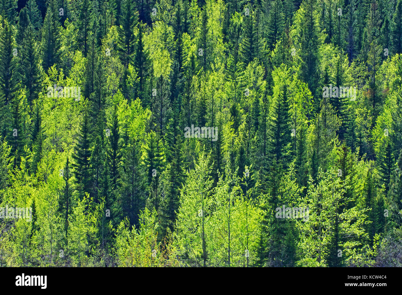 Spring foliage in mixedwood forest hi-res stock photography and images ...