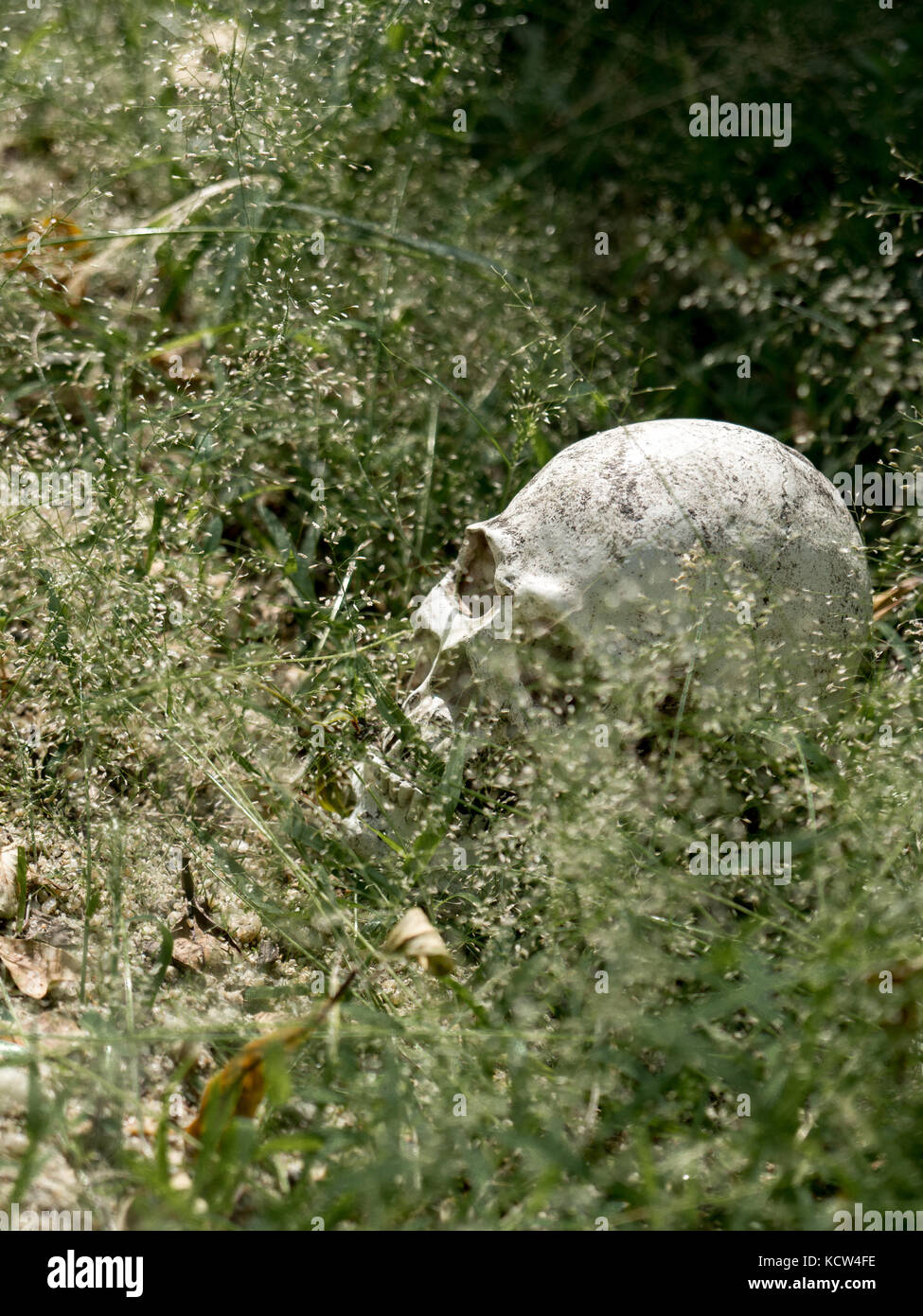 Beside of human skull buried in the soil with green grass. The skull ...