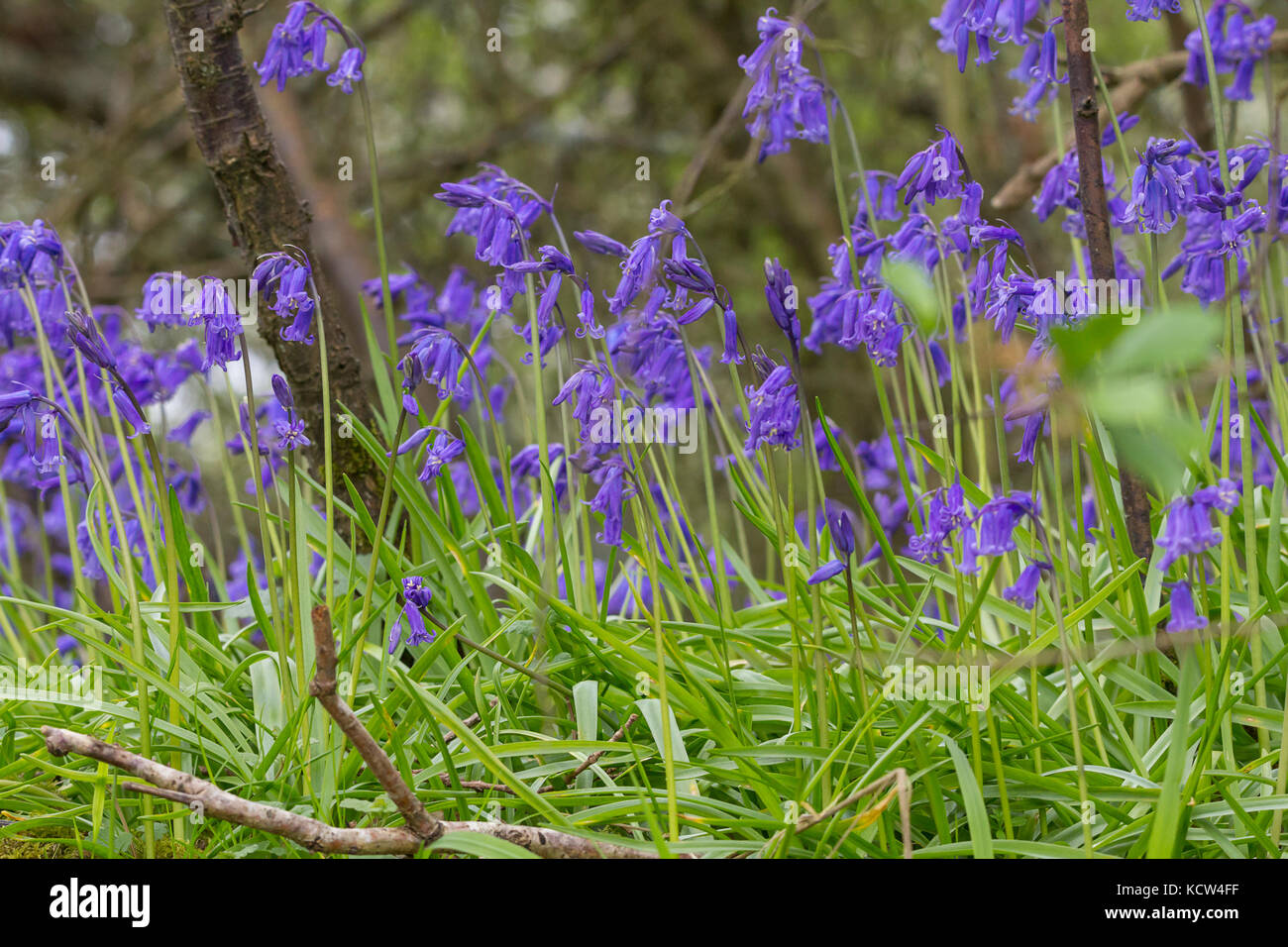 Blue bells in woodland Rudgwick UK carpet of colour on woodland floors ...