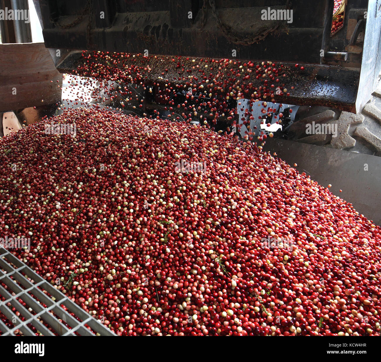 Cranberries are harvested around Warrens and Tomah, Wisconsin in ...