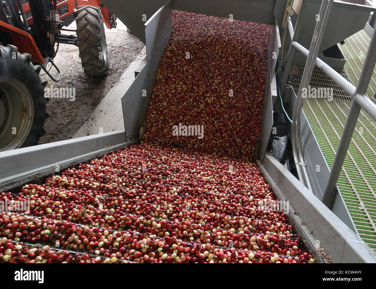 Cranberries are harvested around Warrens and Tomah, Wisconsin in ...