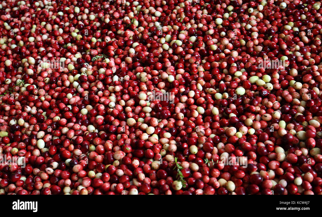 Cranberries are harvested around Warrens and Tomah, Wisconsin in ...