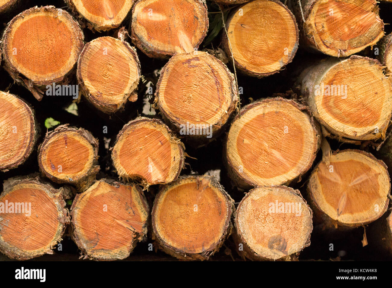 Pile of felled trees in woodland clearing at a nature park in Northan ...