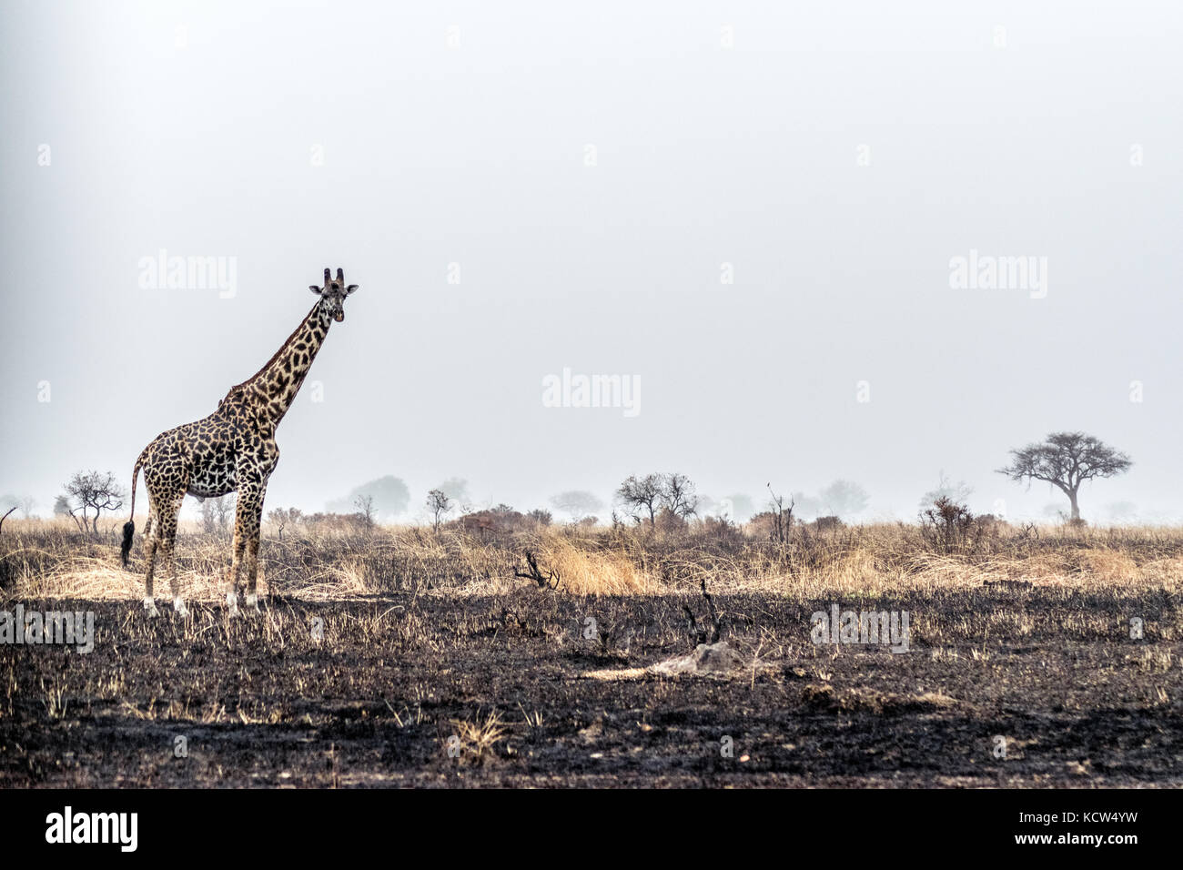 Giraffe standing on the burned grassland Stock Photo - Alamy