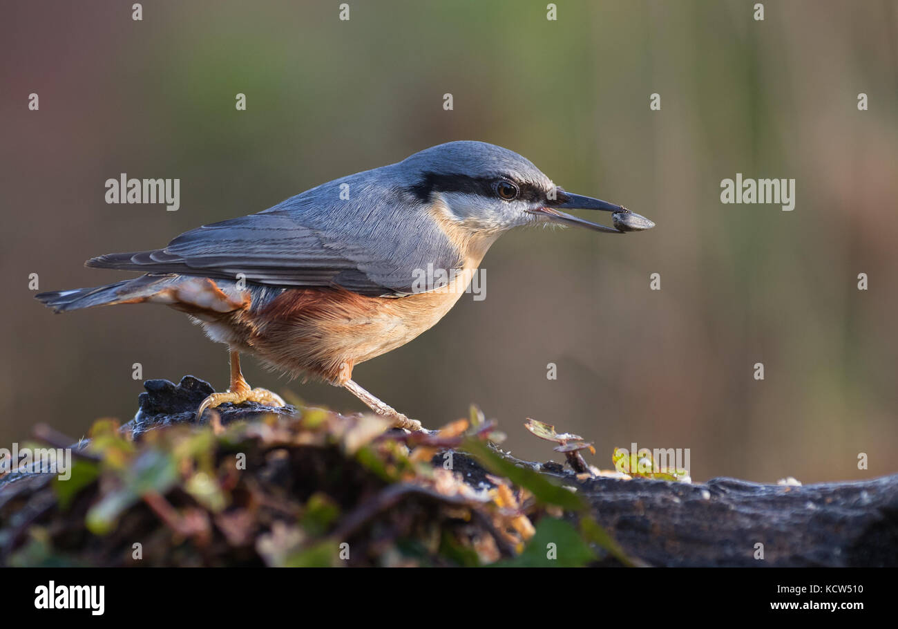 European Nuthatch (Sitta europaea) with nut in mouth in England, UK ...