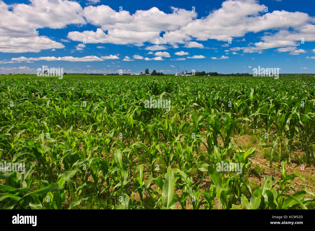 Corn field and clouds, St. Armand, Quebec, Canada Stock Photo - Alamy