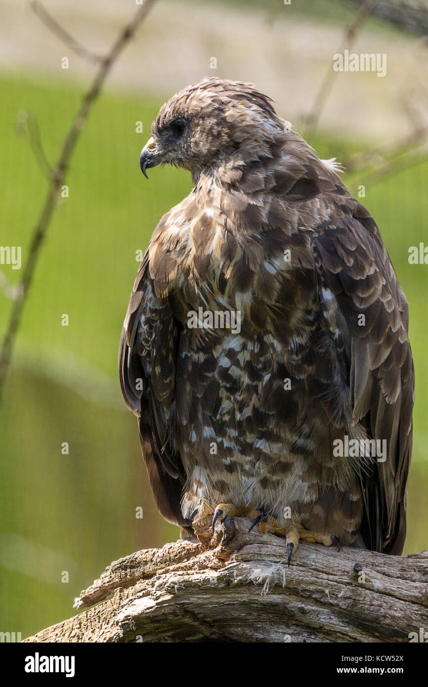 Buzzard (Buteo buteo) resting on a post at the British wildlife centre ...