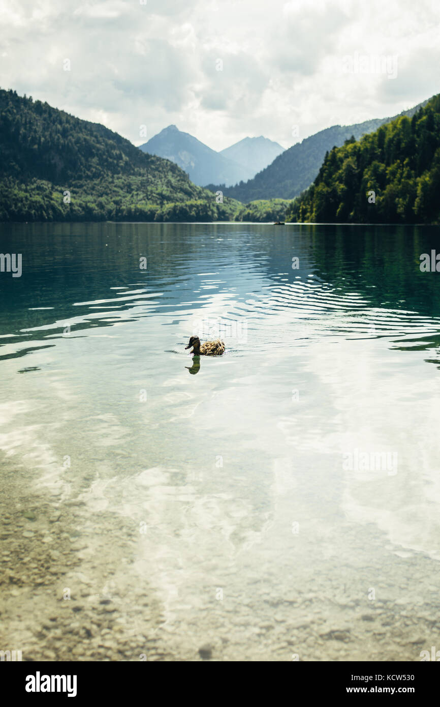 Duck swimming on the Alpsee mountain lake in the German Alps Stock ...