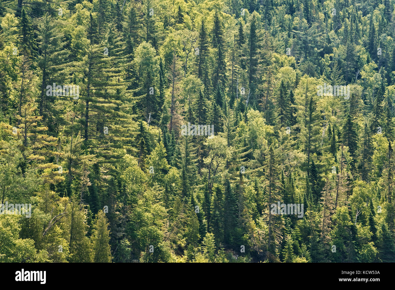 Boreal forest, Parc National du Saguenay, Quebec, Canada Stock Photo ...