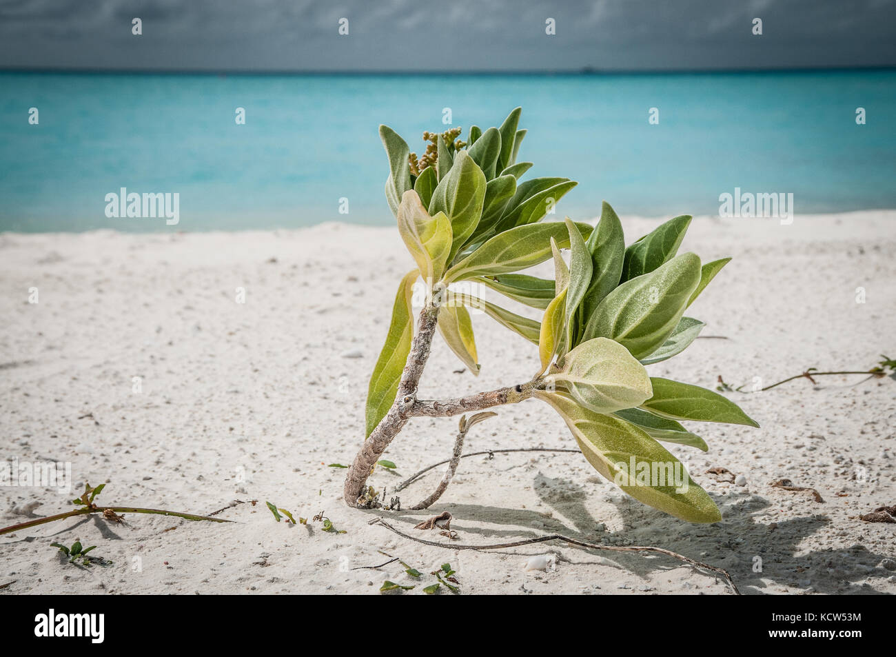 Wave plant hi-res stock photography and images - Alamy