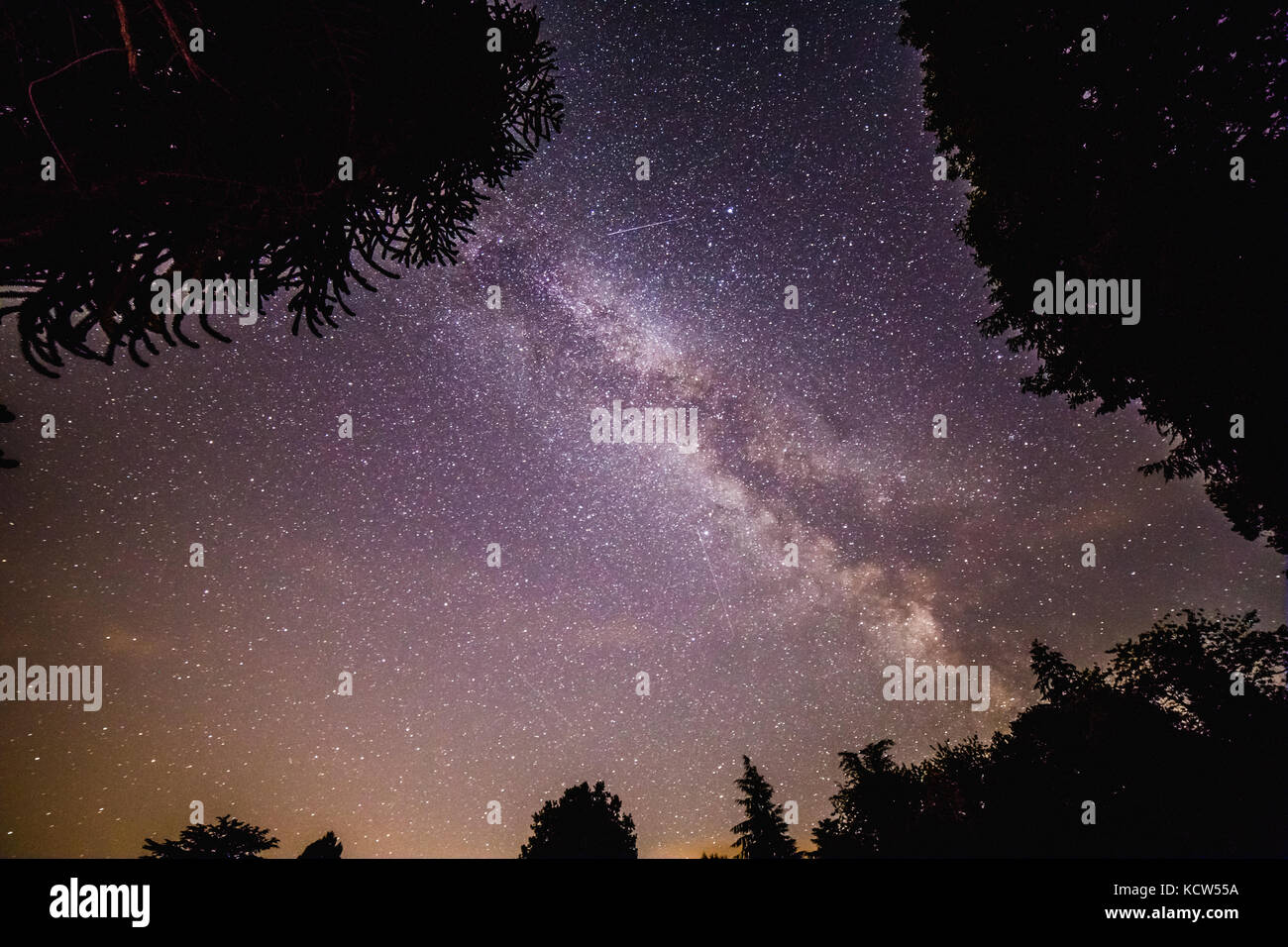 Uk forrest night hi-res stock photography and images - Alamy