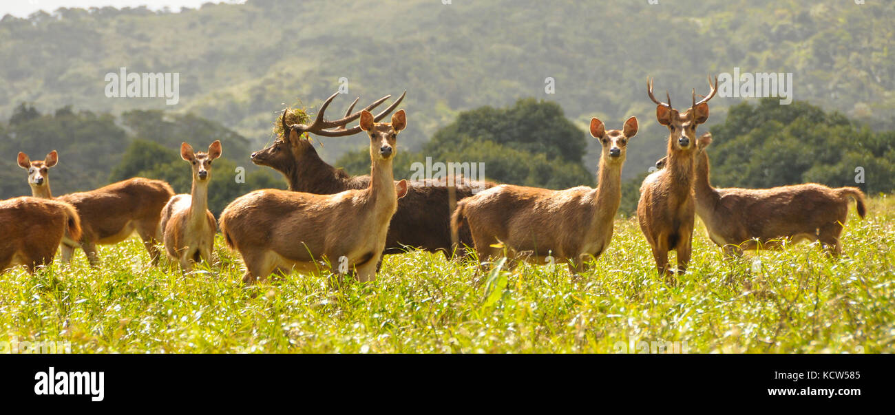 panoramic view of a Herd of Mule deer looking at camera in bright ...