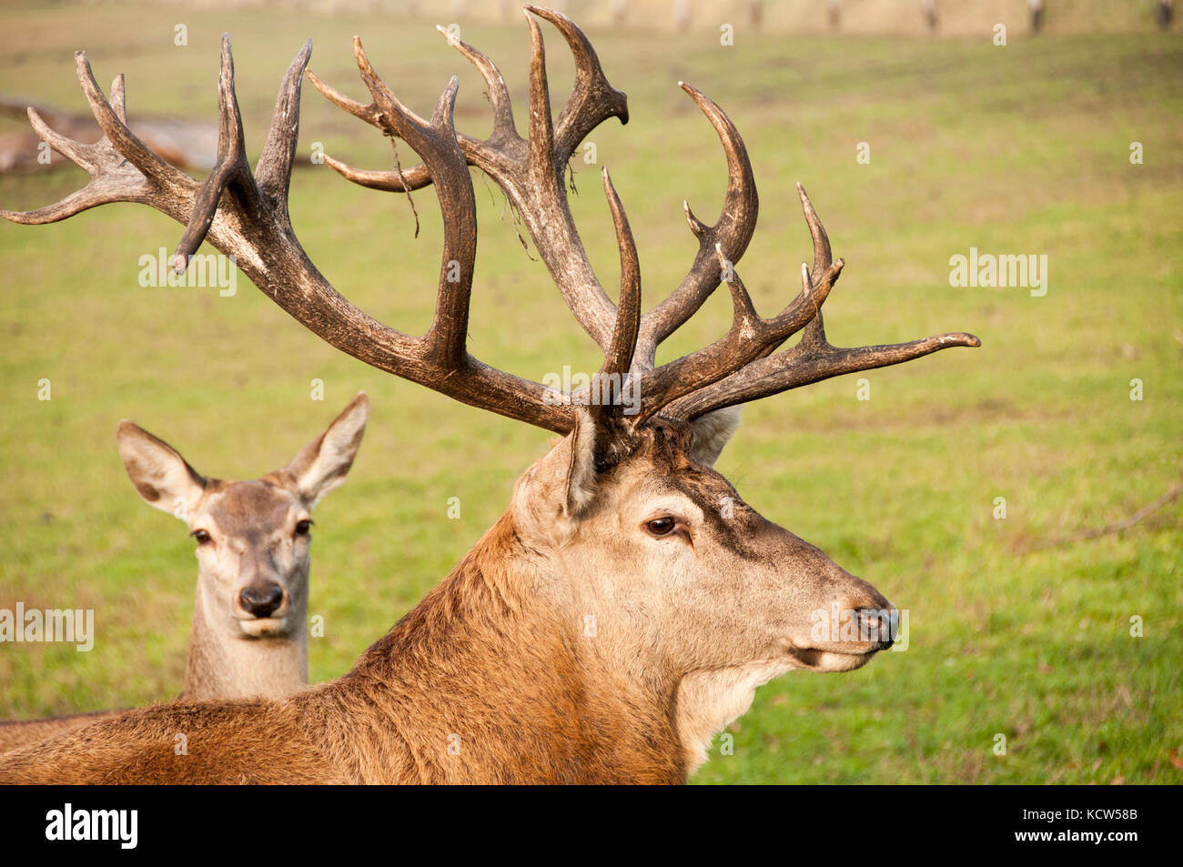 Close up of red deer bull and hind looking at camera Stock Photo - Alamy