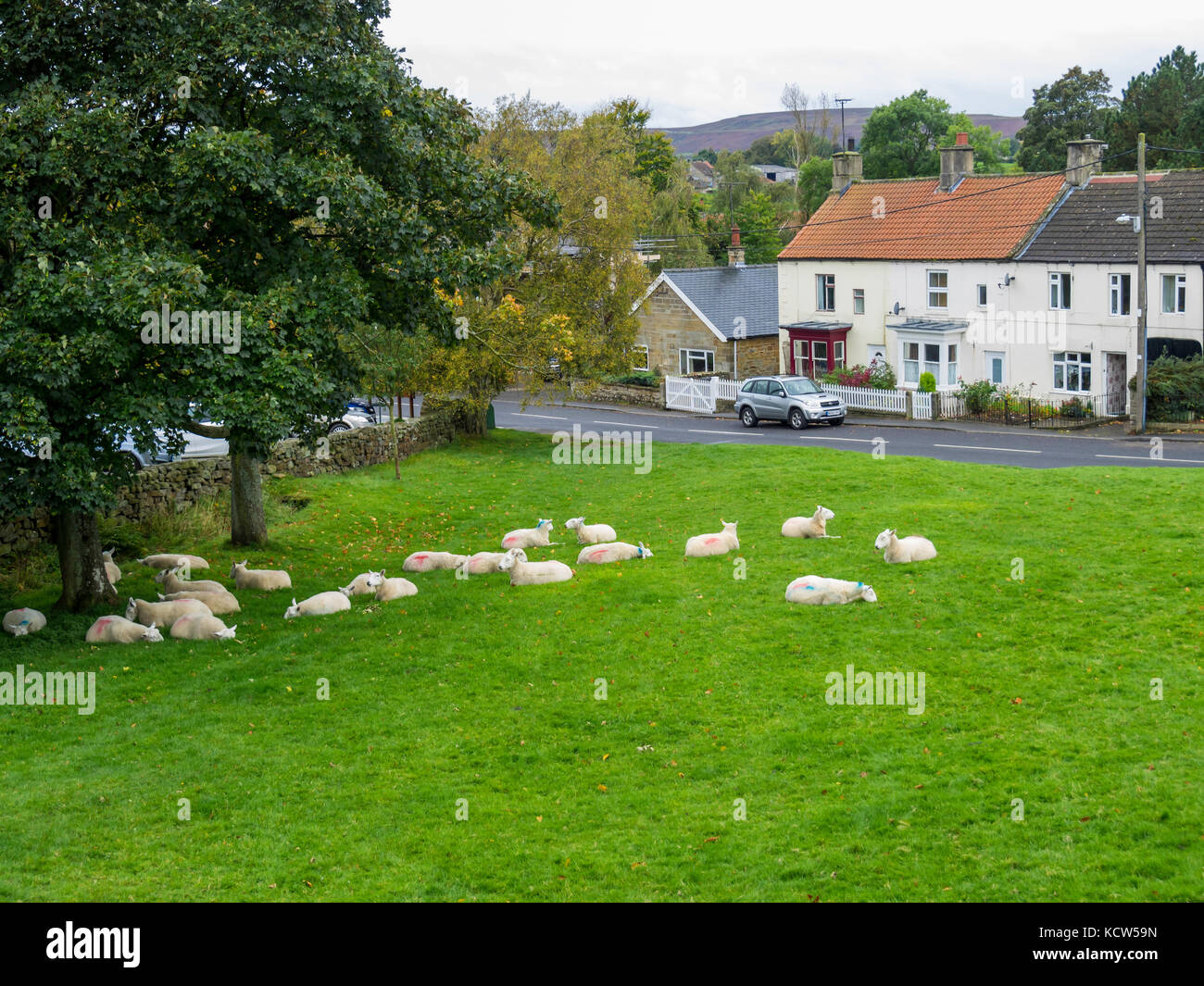 Danby village on the North Yorkshire Moors a flock of sheep allowed to ...