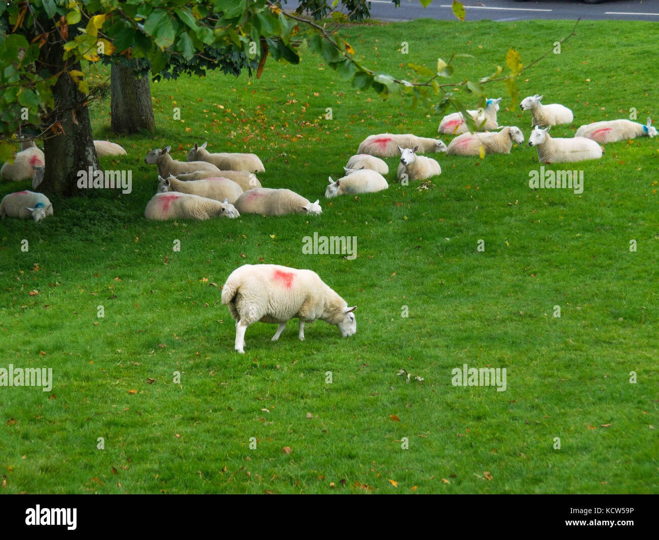Danby village on the North Yorkshire Moors a flock of sheep allowed to ...