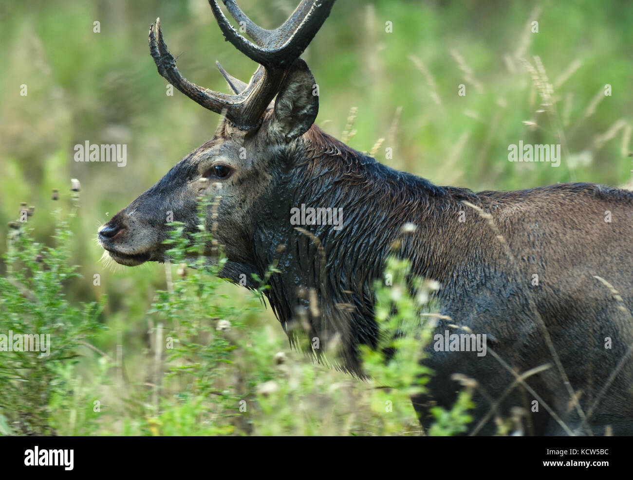 European deer during rut season Stock Photo - Alamy