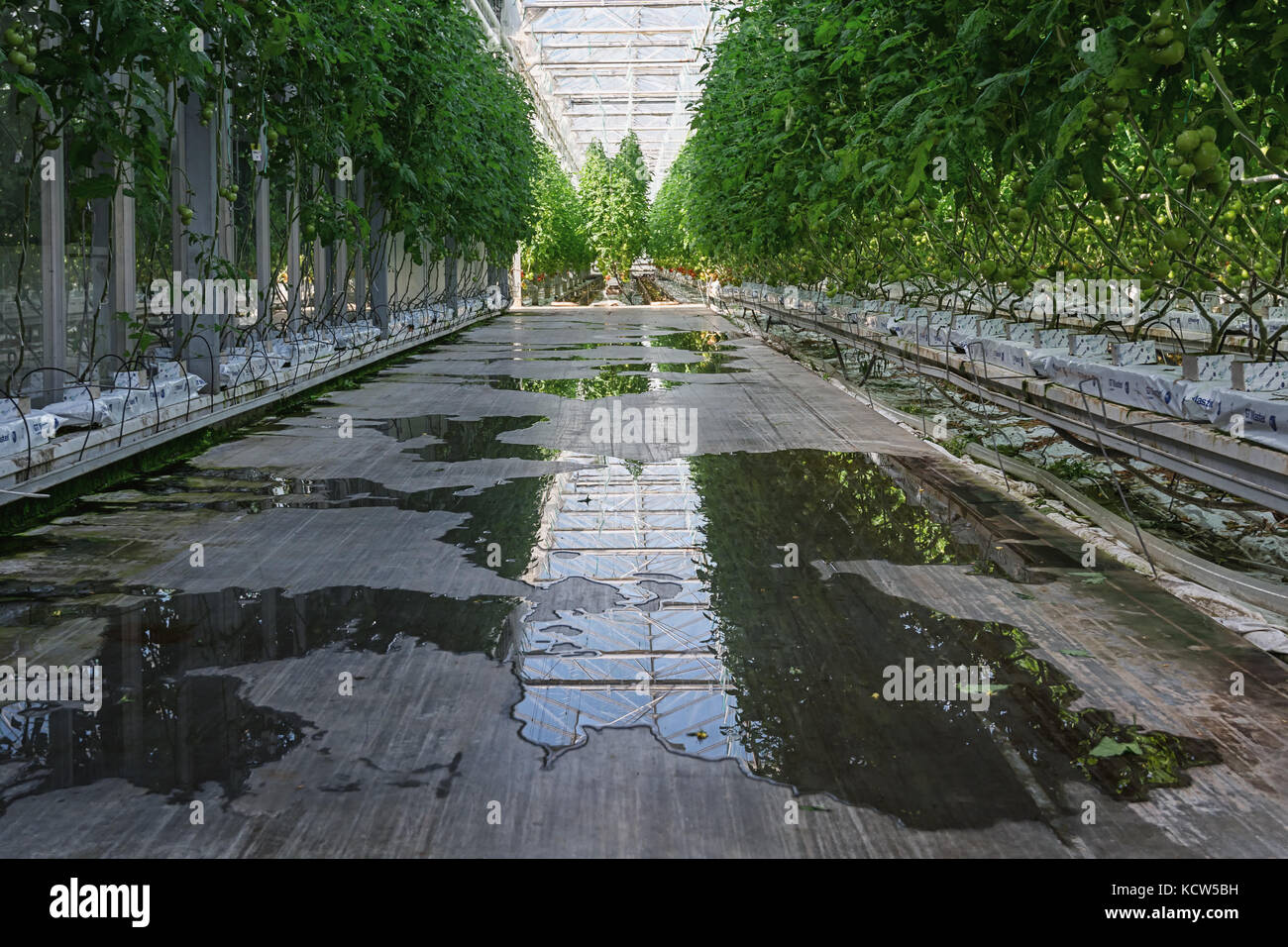 Berkel en Rodenrijs, Netherlands – April 2, 2017: tomatoes growing in a ...